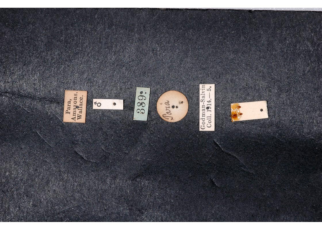 Lychnuchus ponka (type specimens)